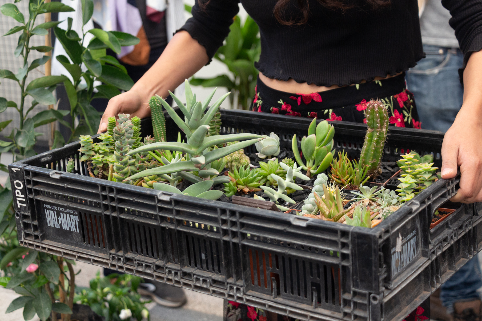 Plant Fest - El evento de plantas en México