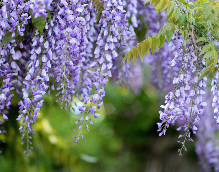 Las 10 Plantas Trepadoras Más Impresionantes para Decorar Muros y Vallas