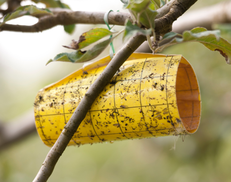 Control de Plagas en el Huerto de Forma Natural: Soluciones Ecológicas